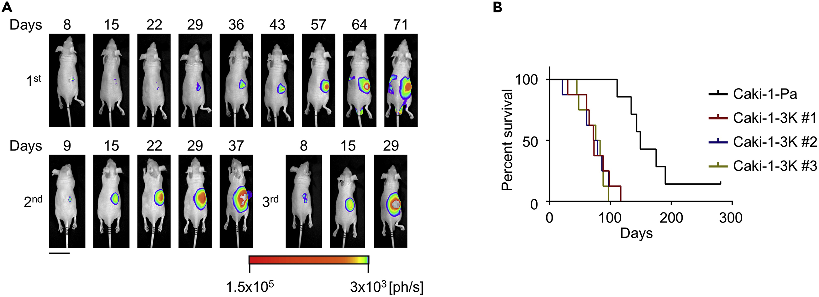 Cell Press: STAR Protocols