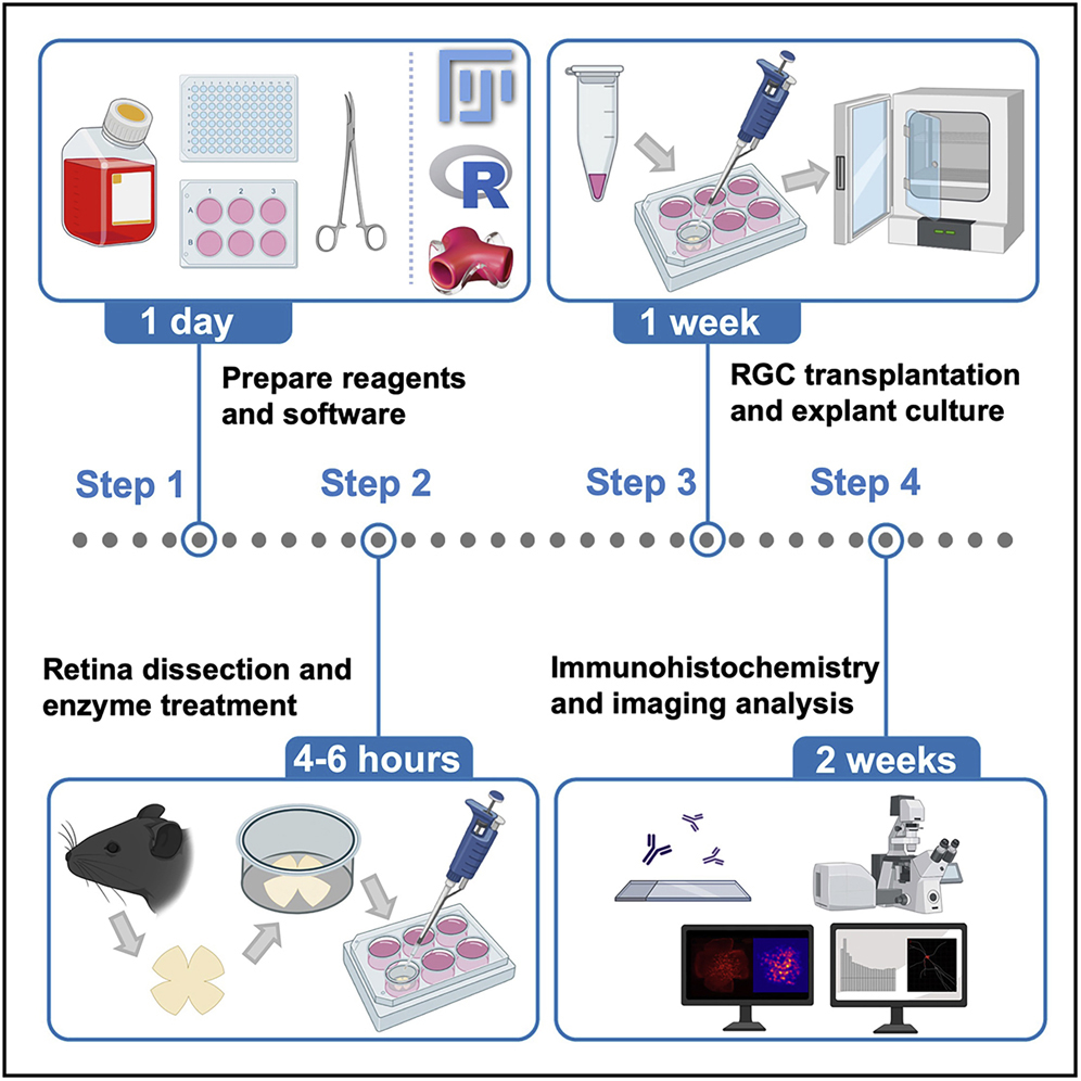 Cell Press: STAR Protocols