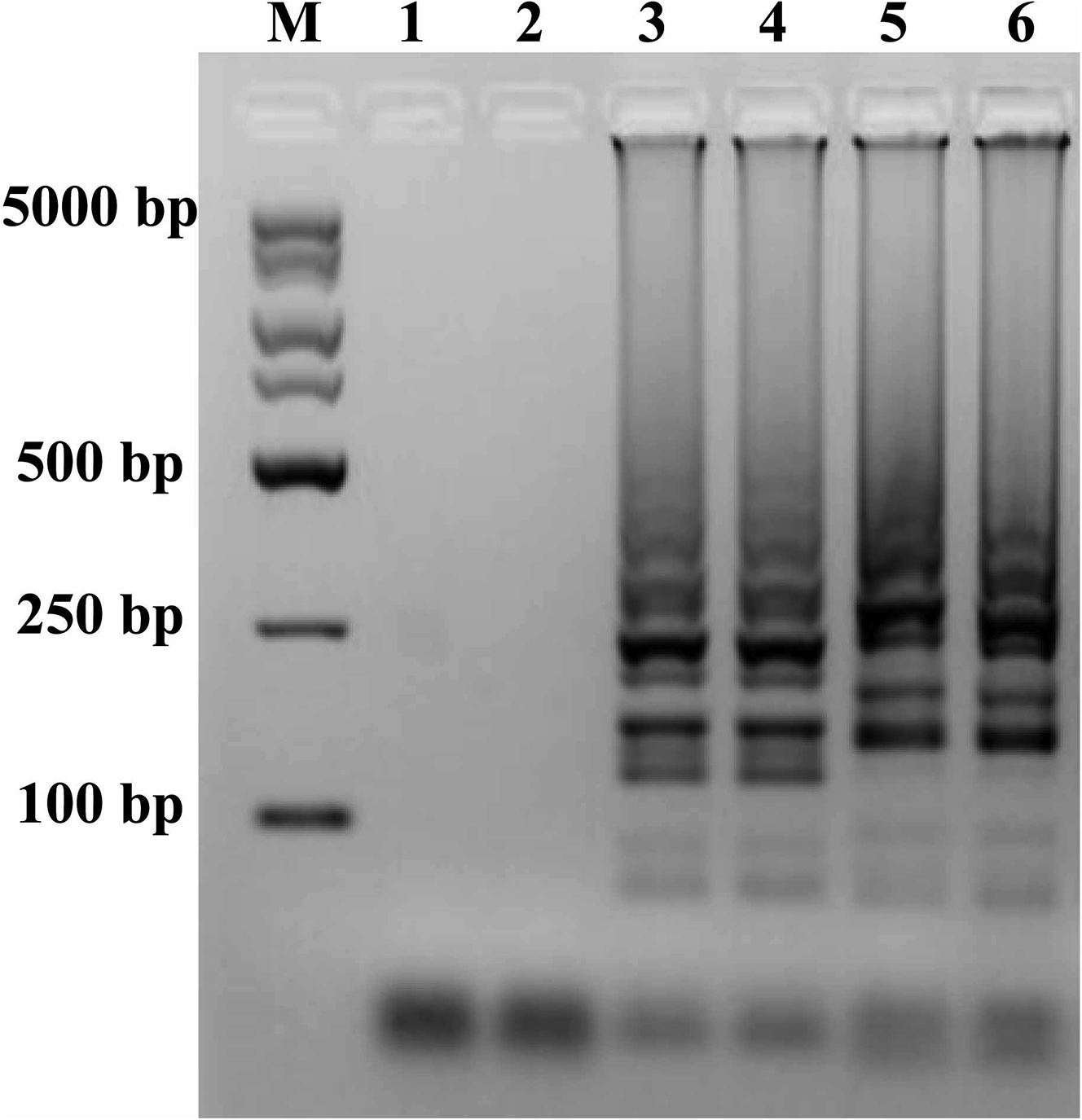 Cell Press: STAR Protocols