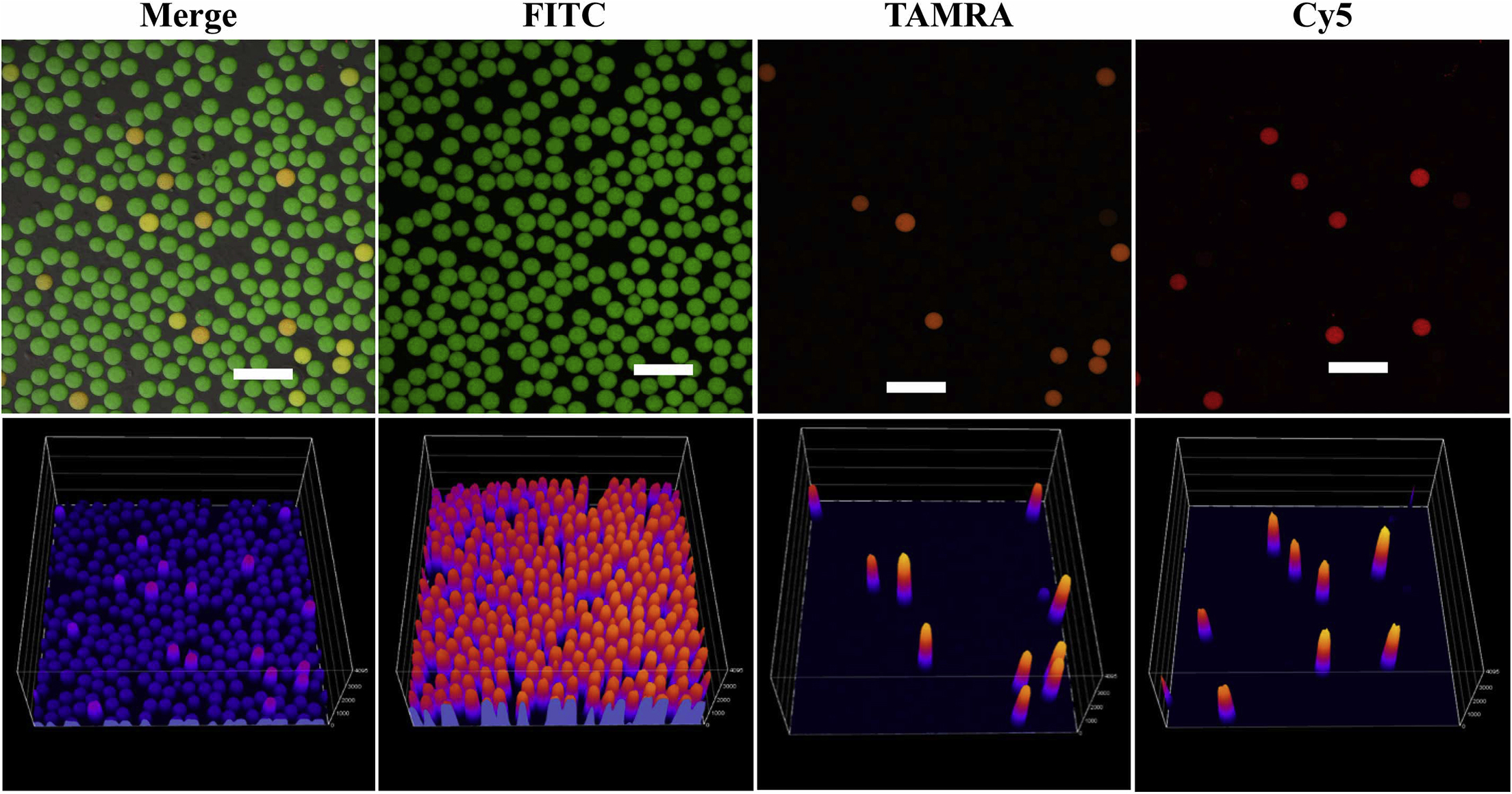 Cell Press: STAR Protocols