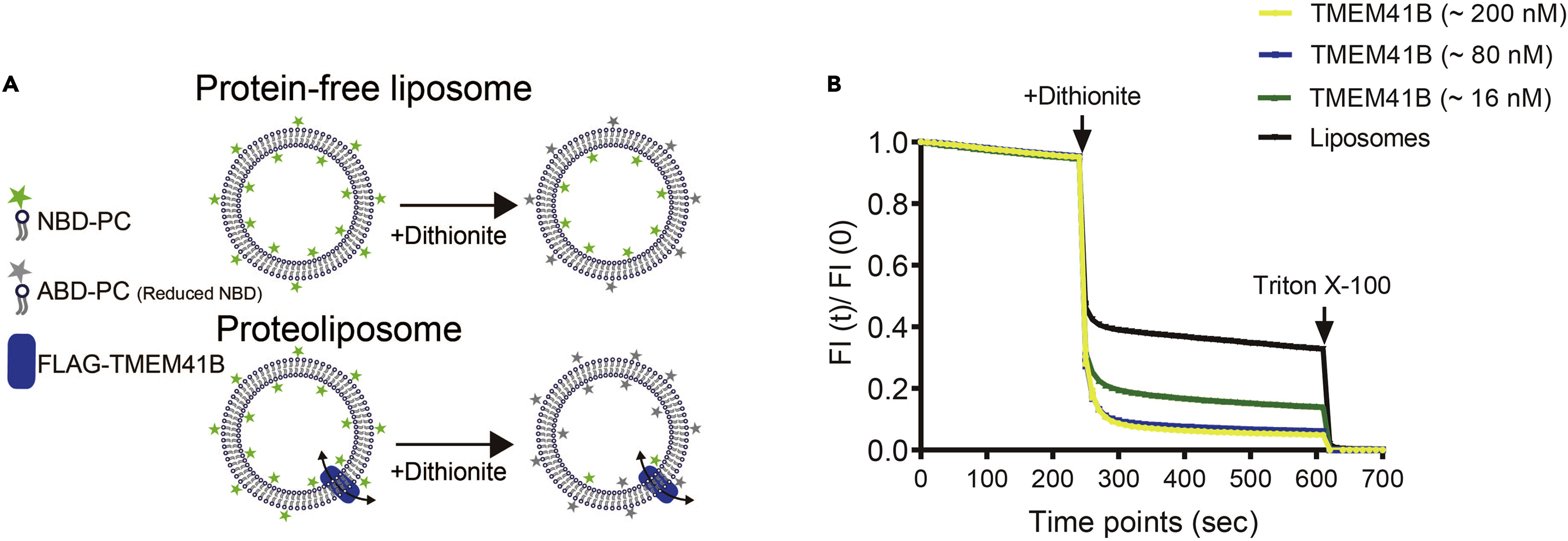Cell Press: STAR Protocols