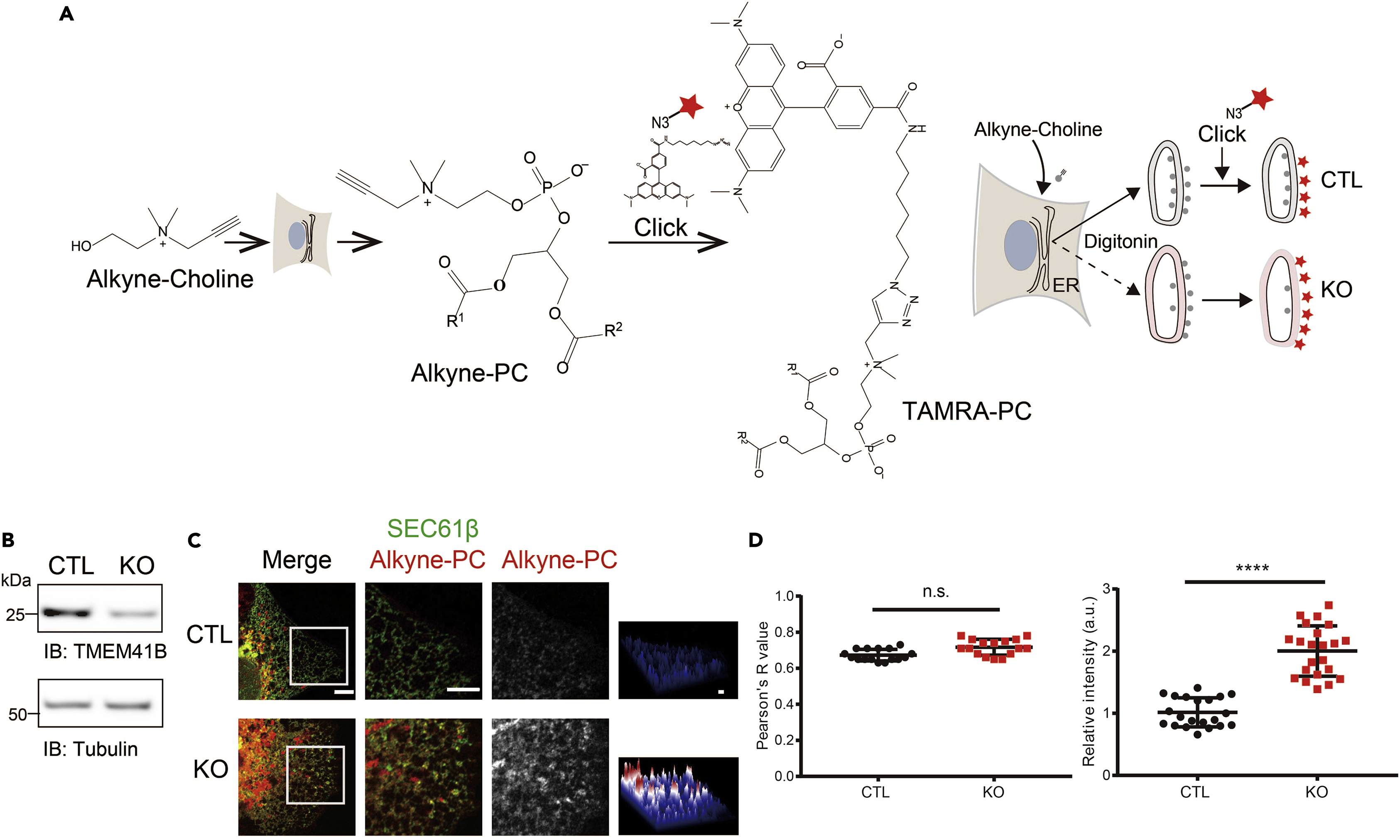Cell Press: STAR Protocols