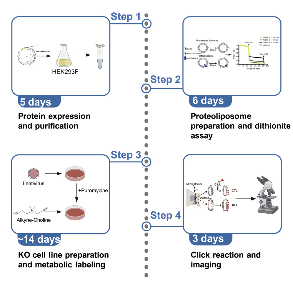 Cell Press: STAR Protocols