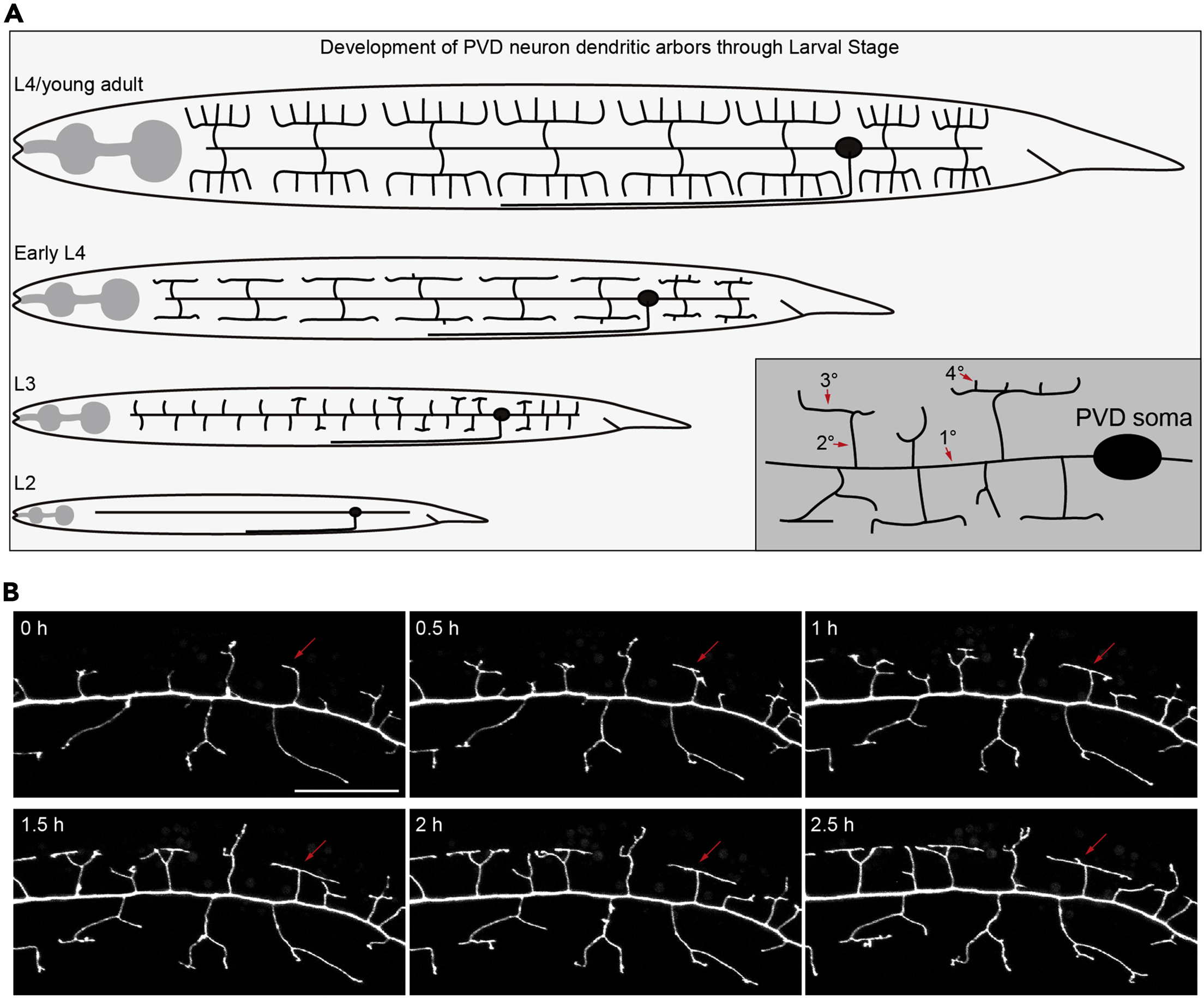 Cell Press: STAR Protocols