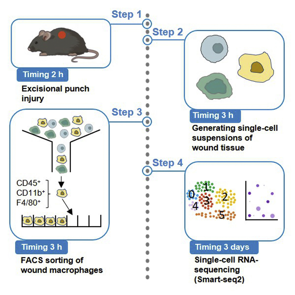 Cell Press: STAR Protocols