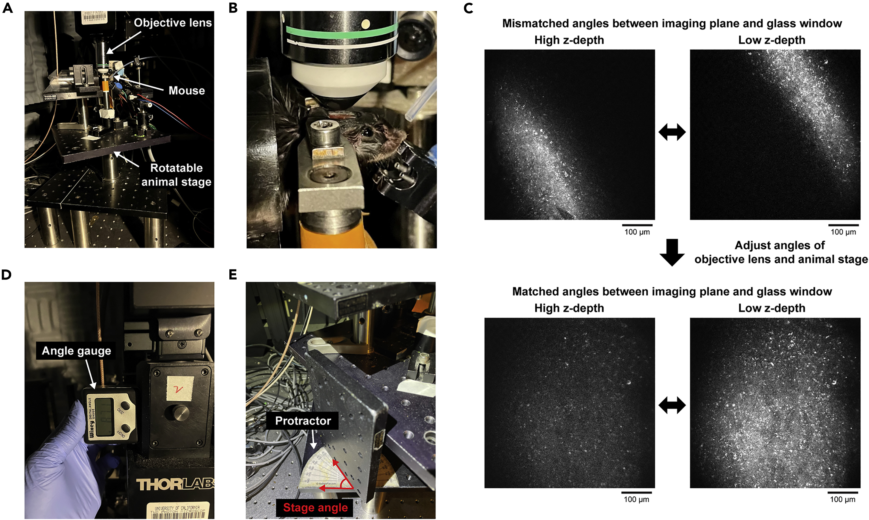 Cell Press: STAR Protocols
