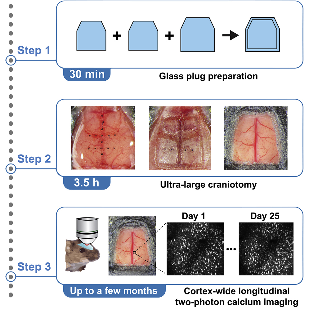 Cell Press: STAR Protocols