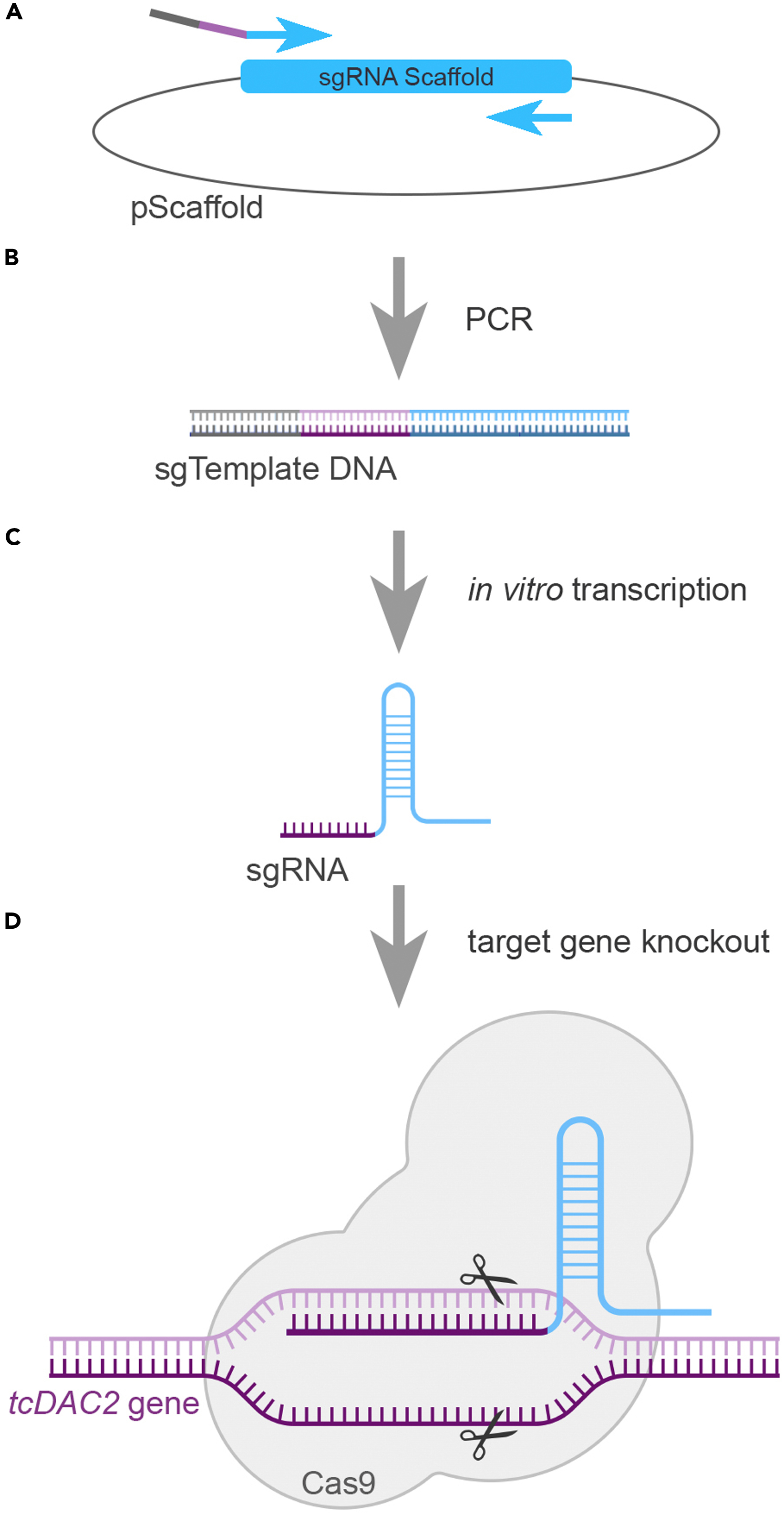 Cell Press: STAR Protocols