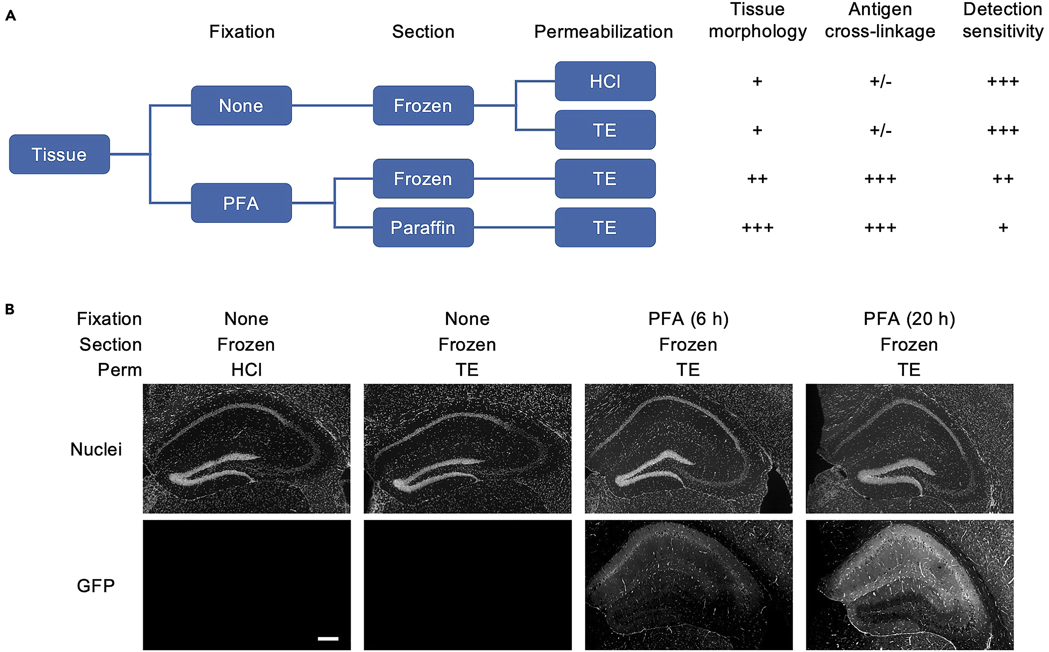 Cell Press Star Protocols