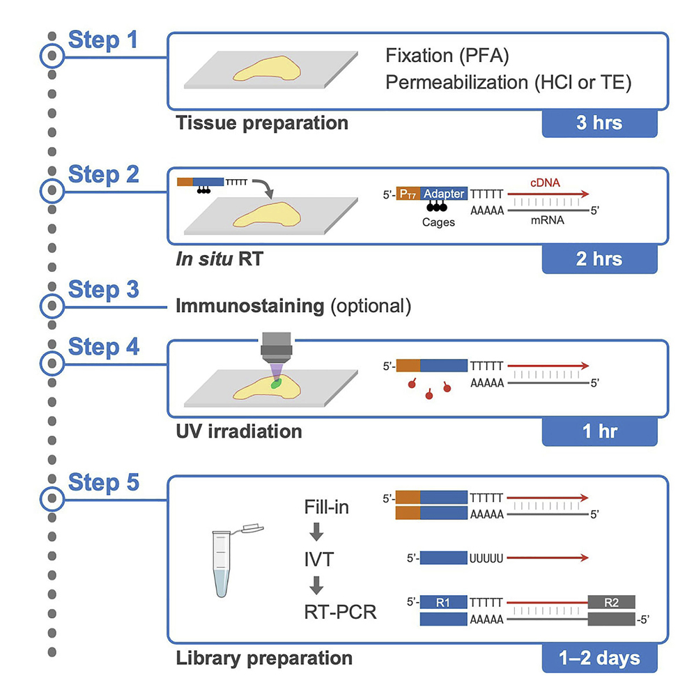 Cell Press: STAR Protocols