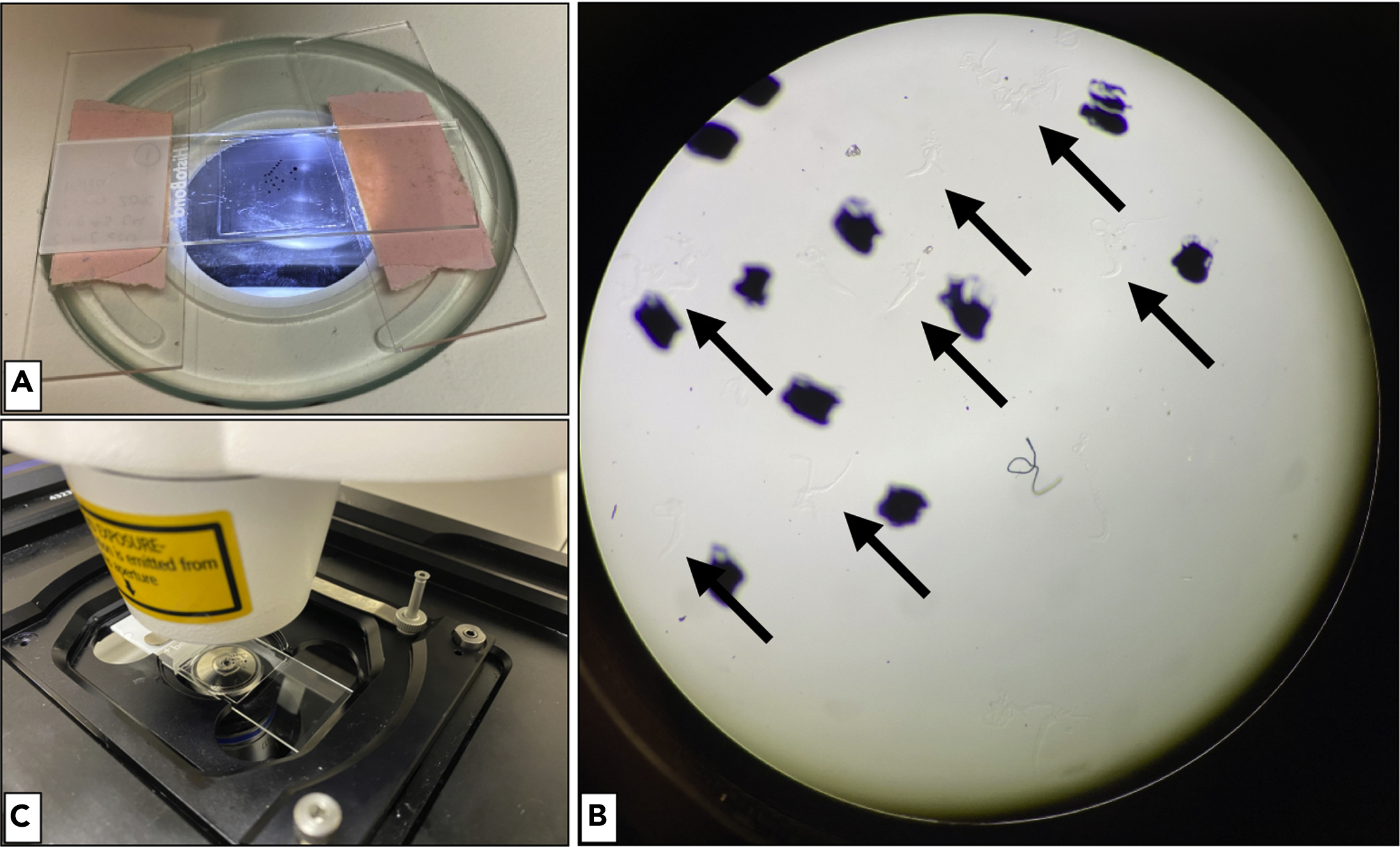 Cell Press: STAR Protocols