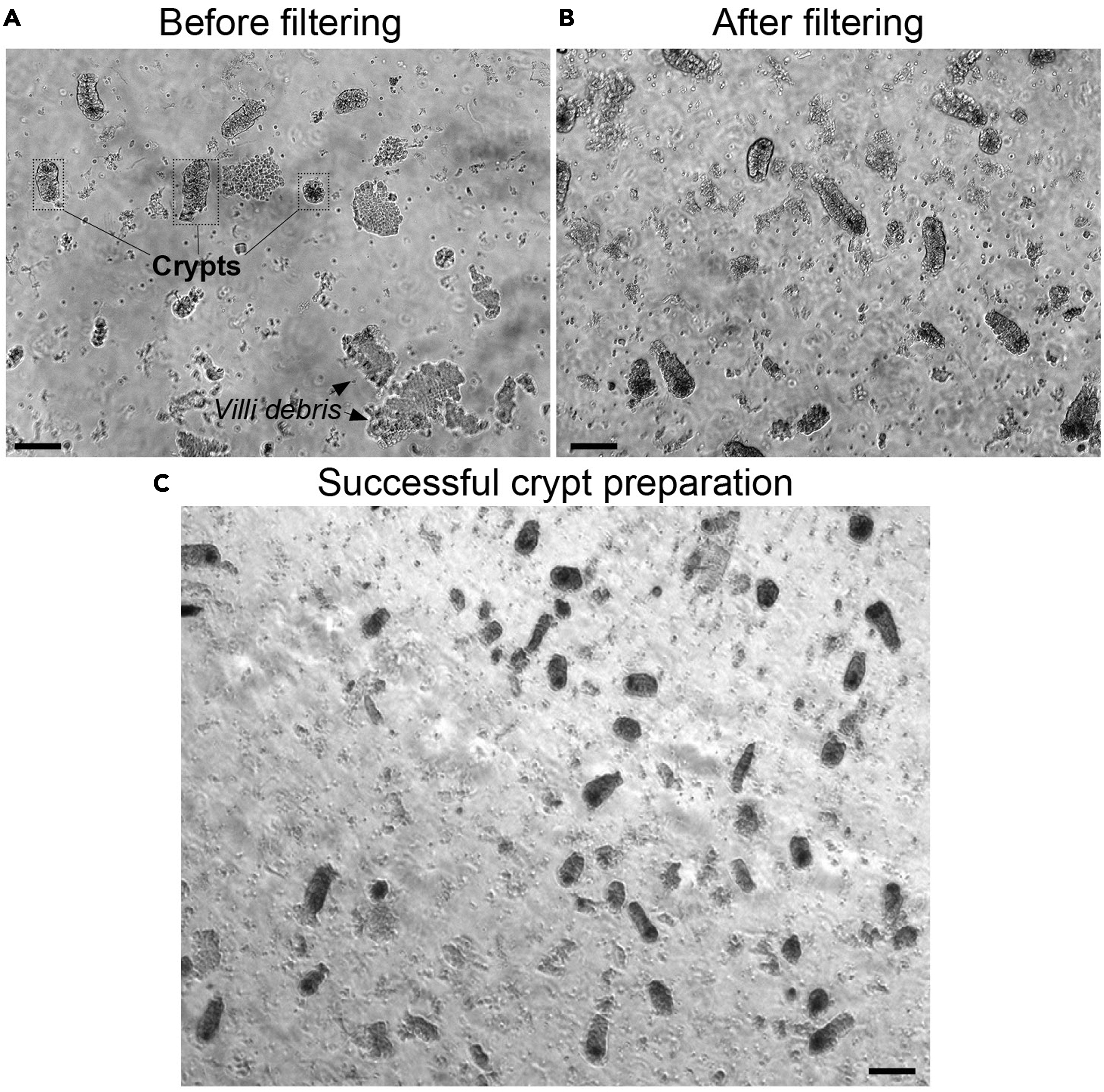 Cell Press: STAR Protocols