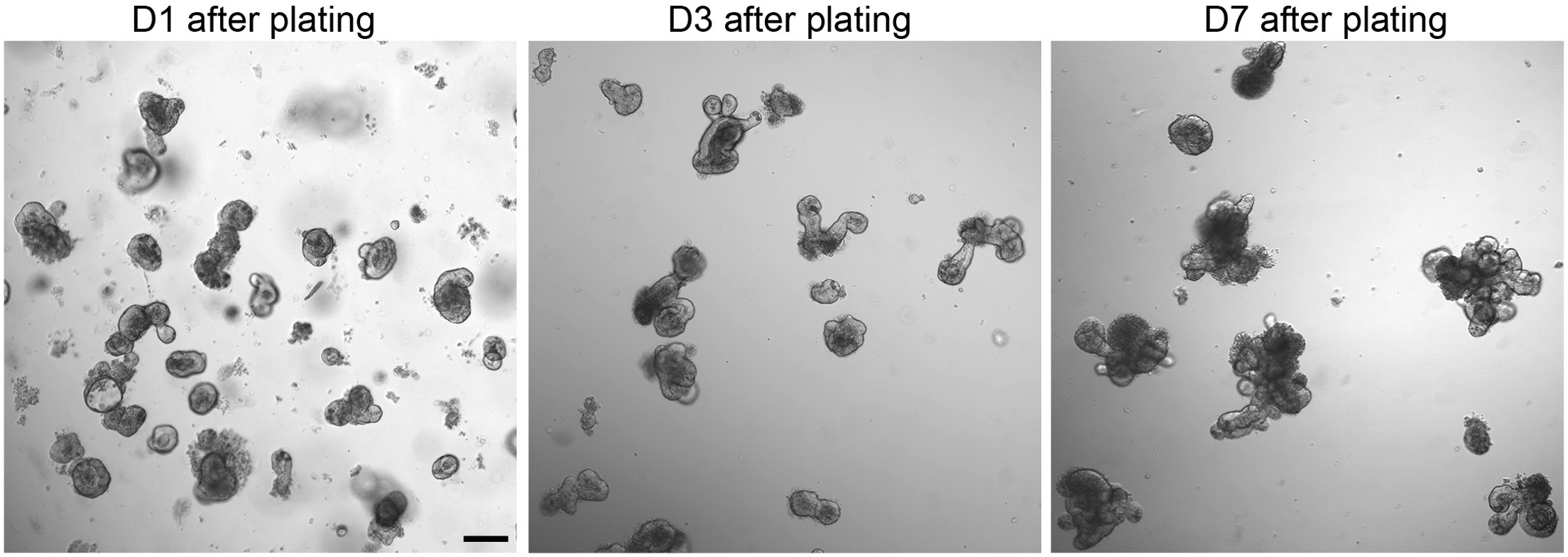 Cell Press: STAR Protocols