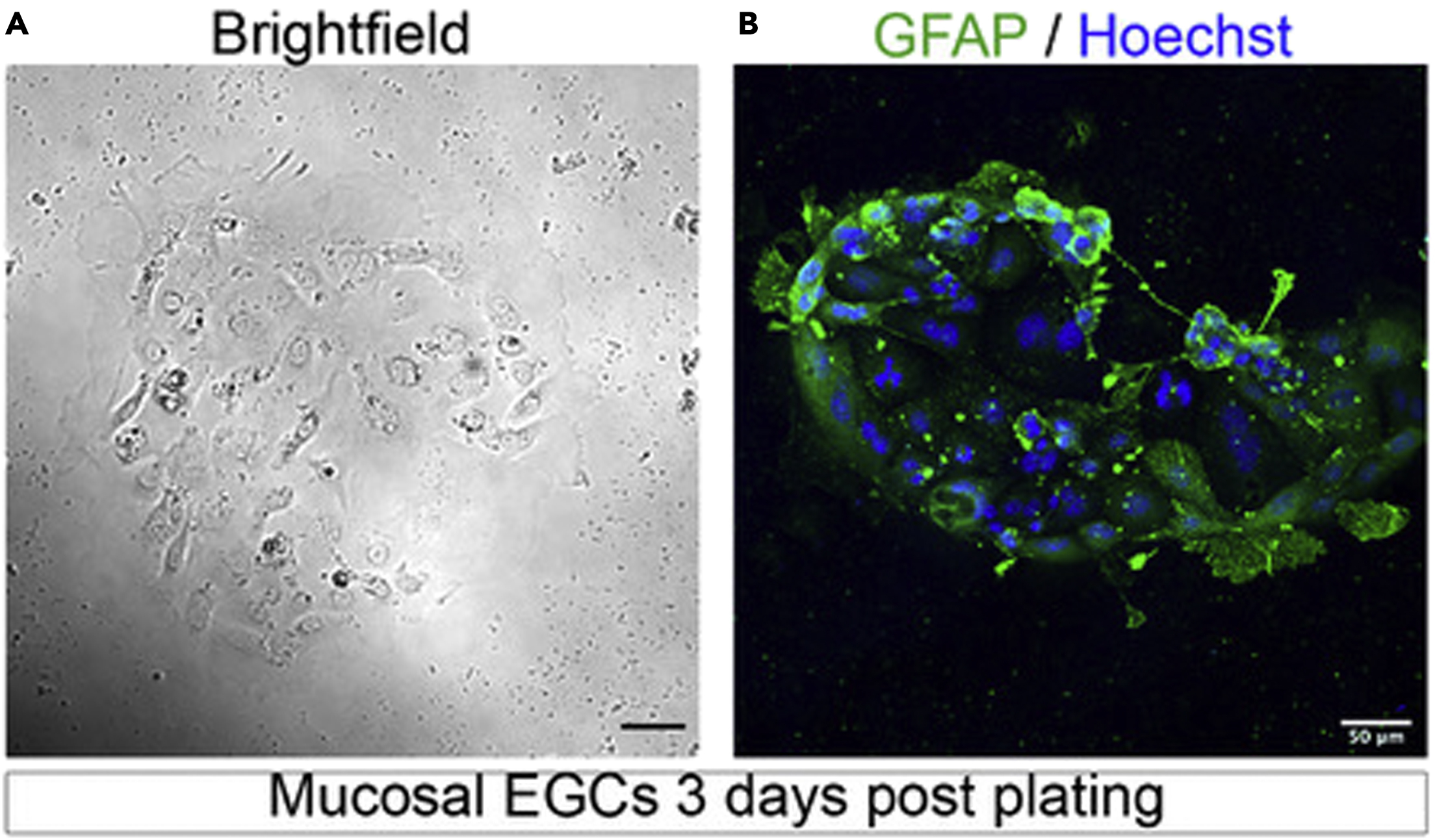Cell Press: STAR Protocols