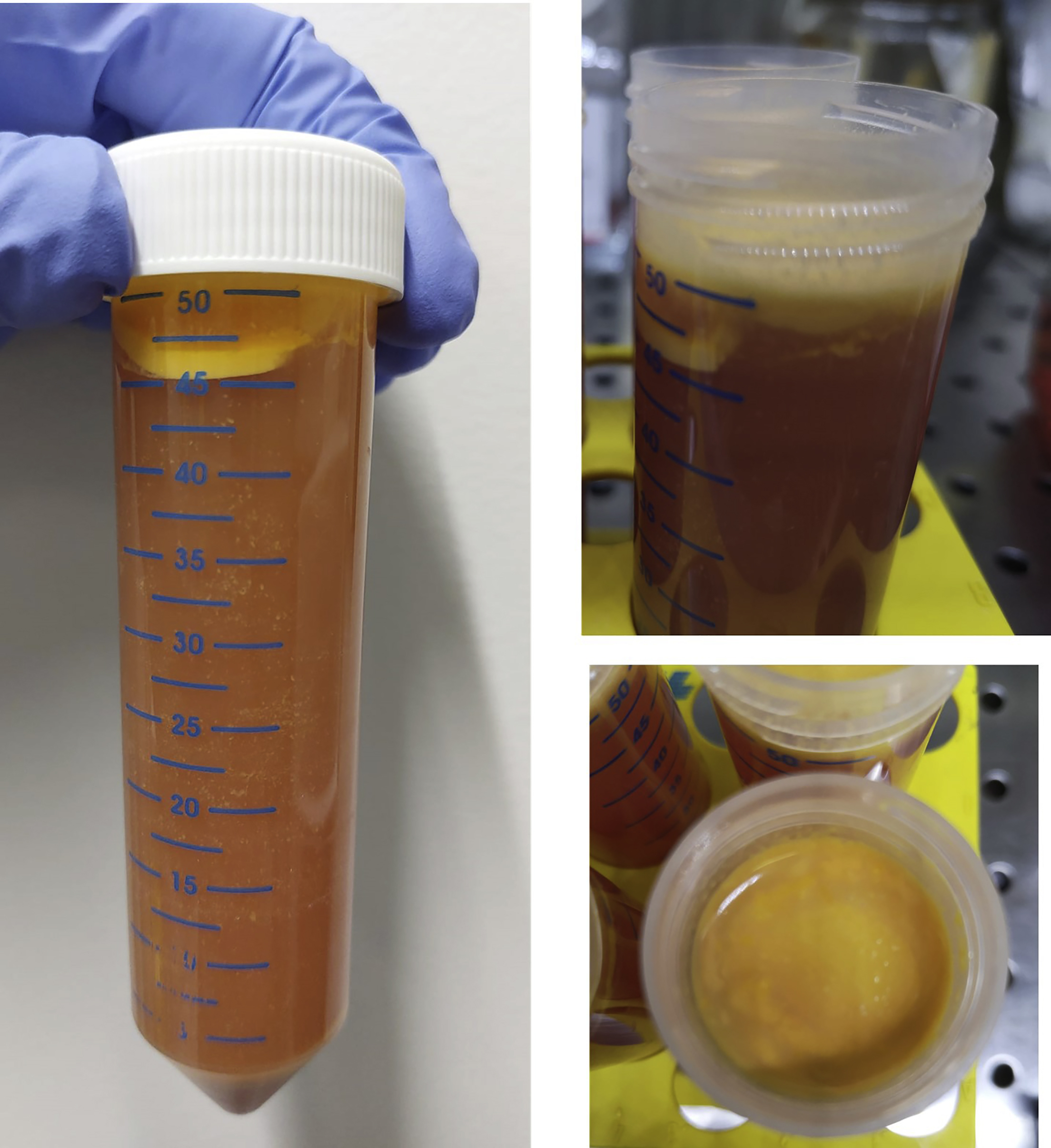 Cell Press: STAR Protocols