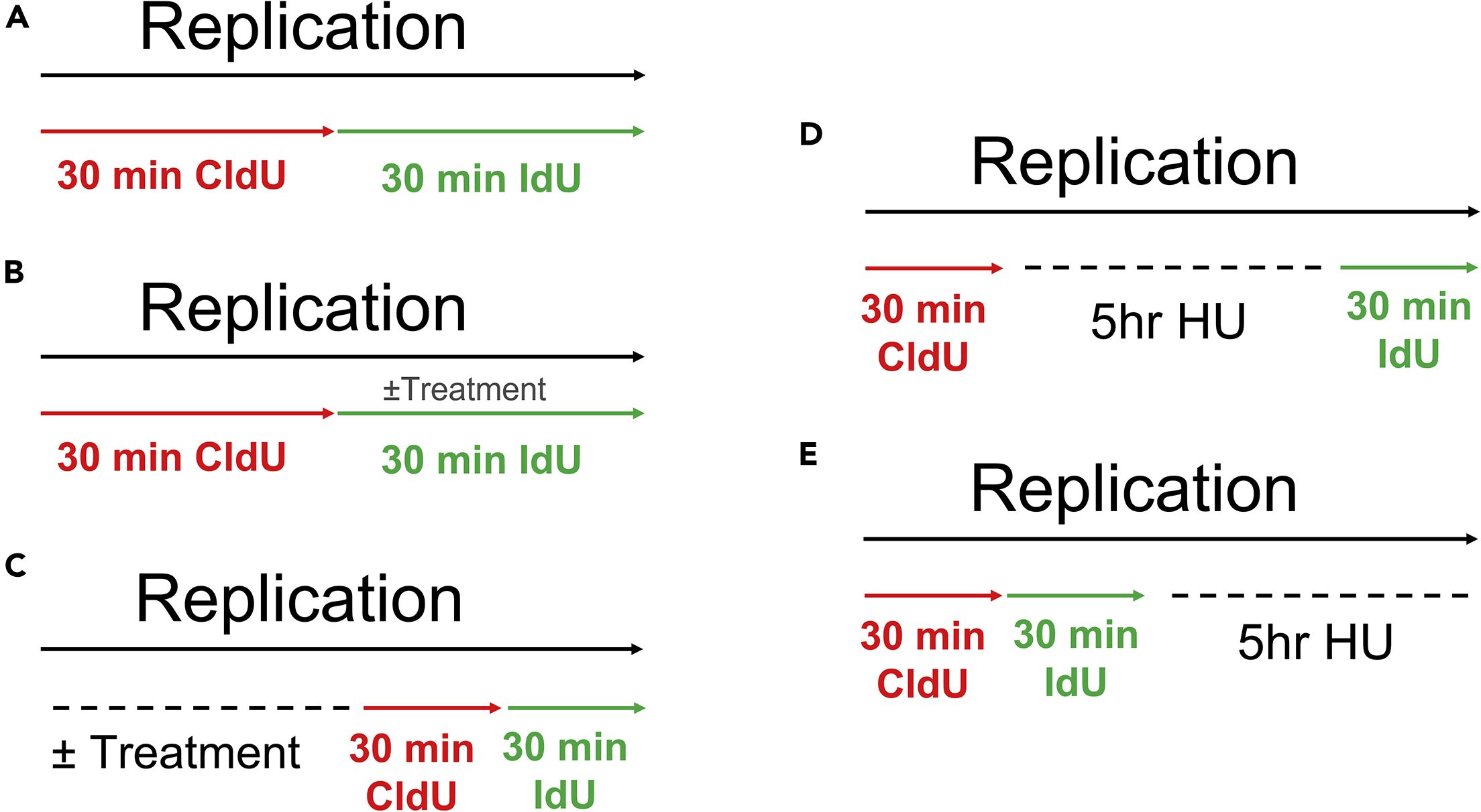 Cell Press: STAR Protocols