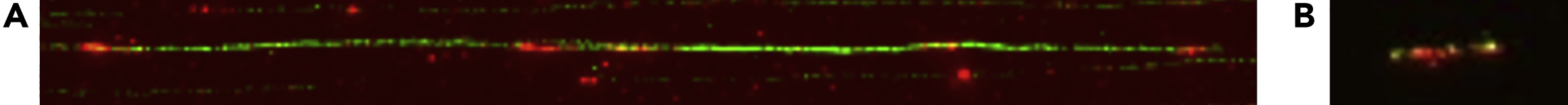 Cell Press: STAR Protocols