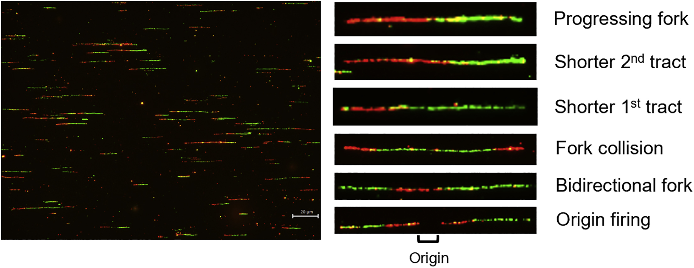 Cell Press: STAR Protocols