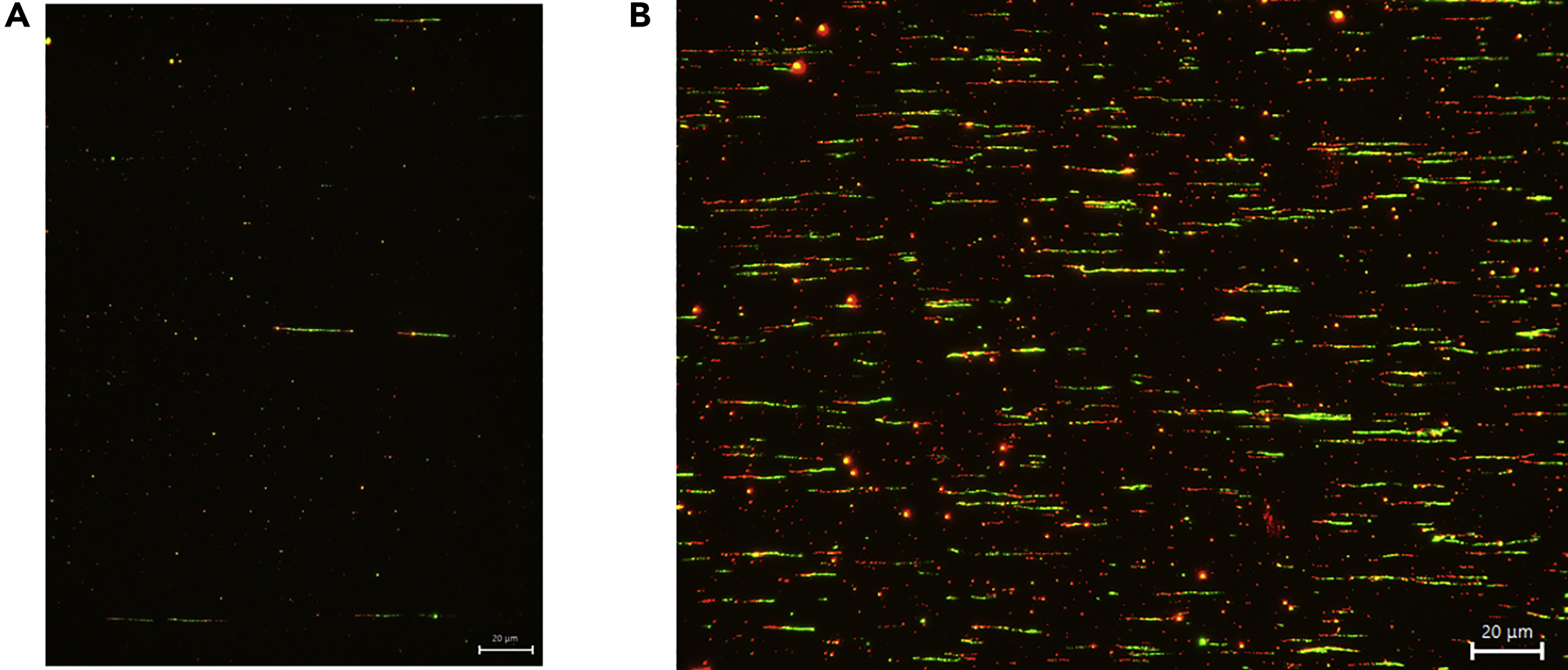 Cell Press: STAR Protocols