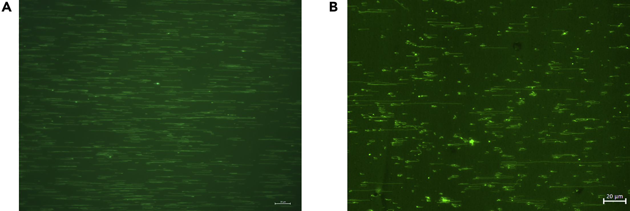 Cell Press: STAR Protocols