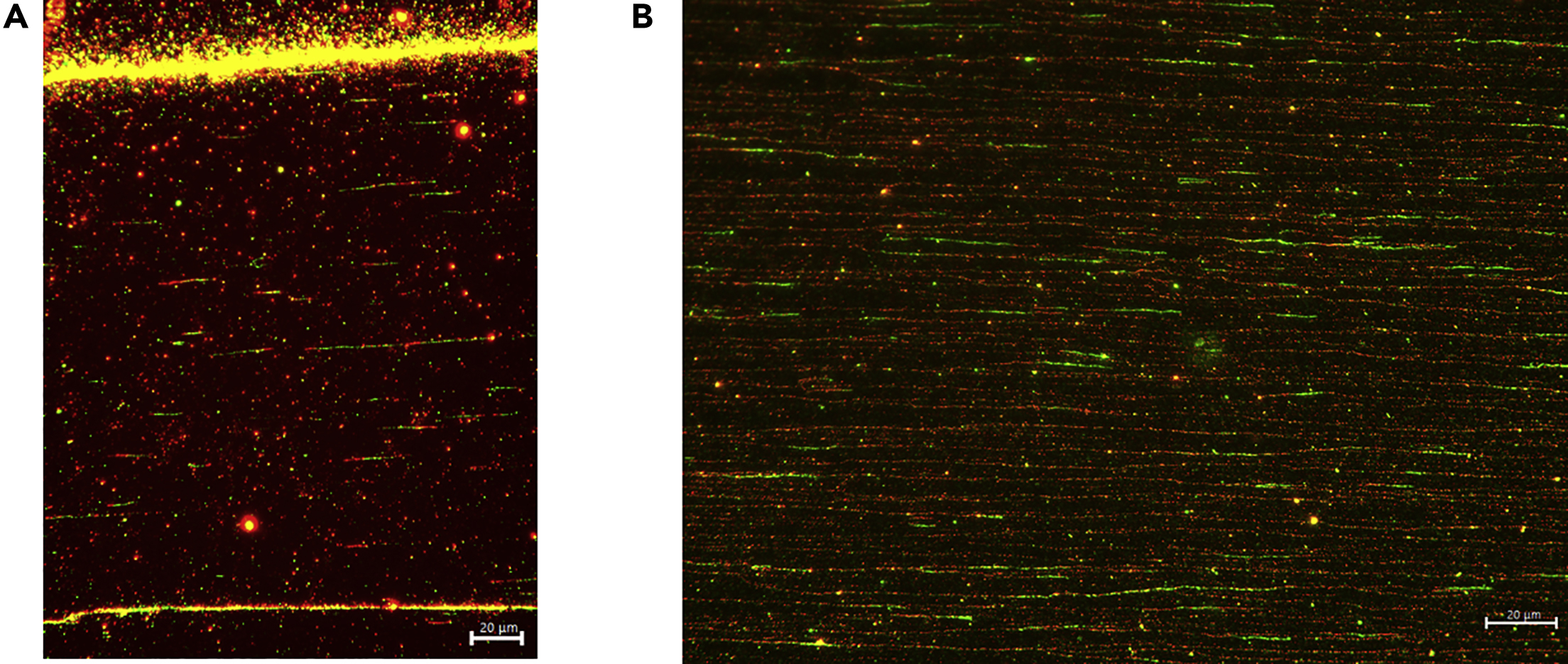 Cell Press: STAR Protocols