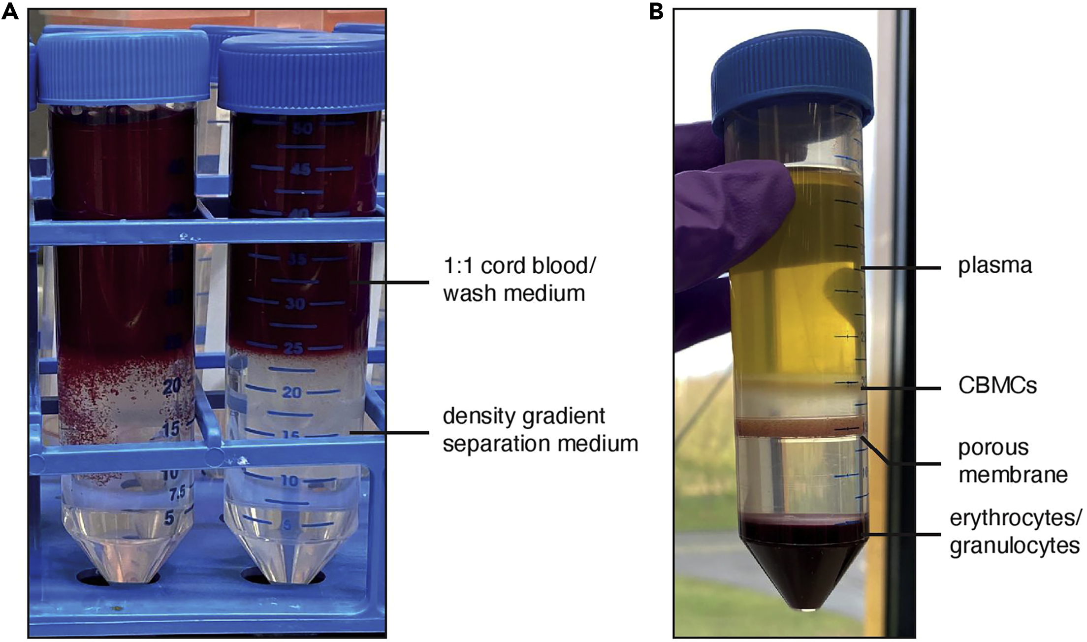 Cell Press: STAR Protocols