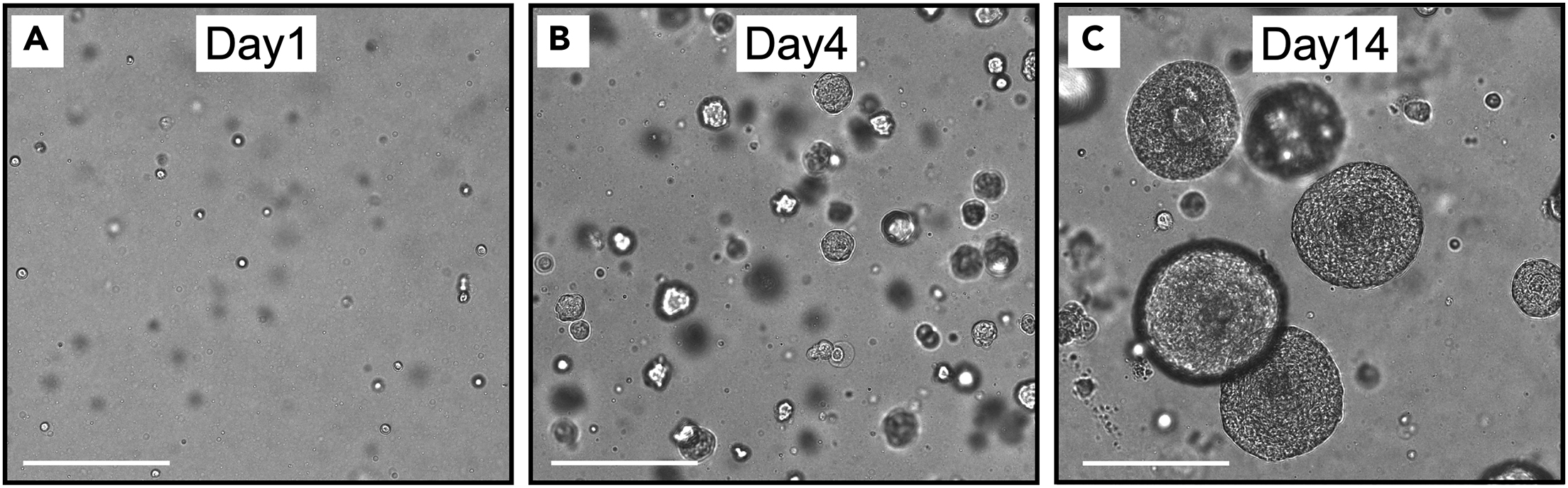 Cell Press: STAR Protocols