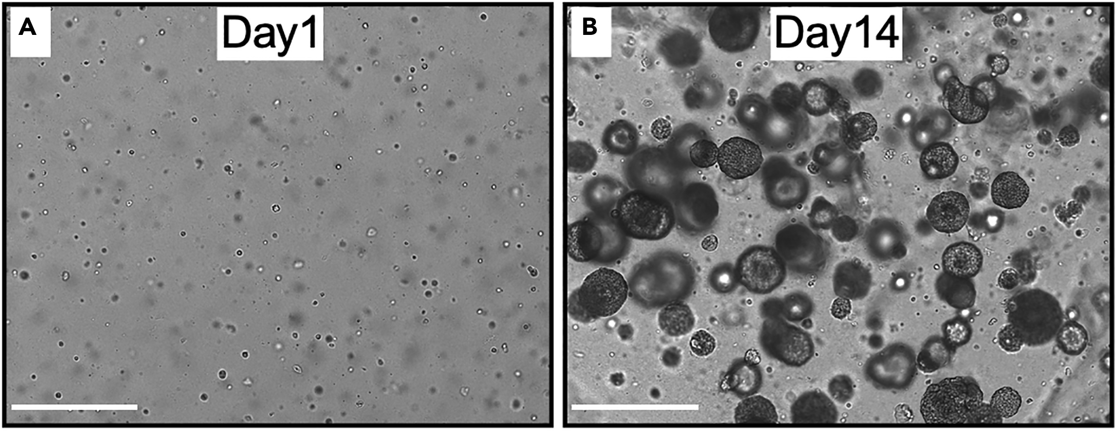 Cell Press: STAR Protocols