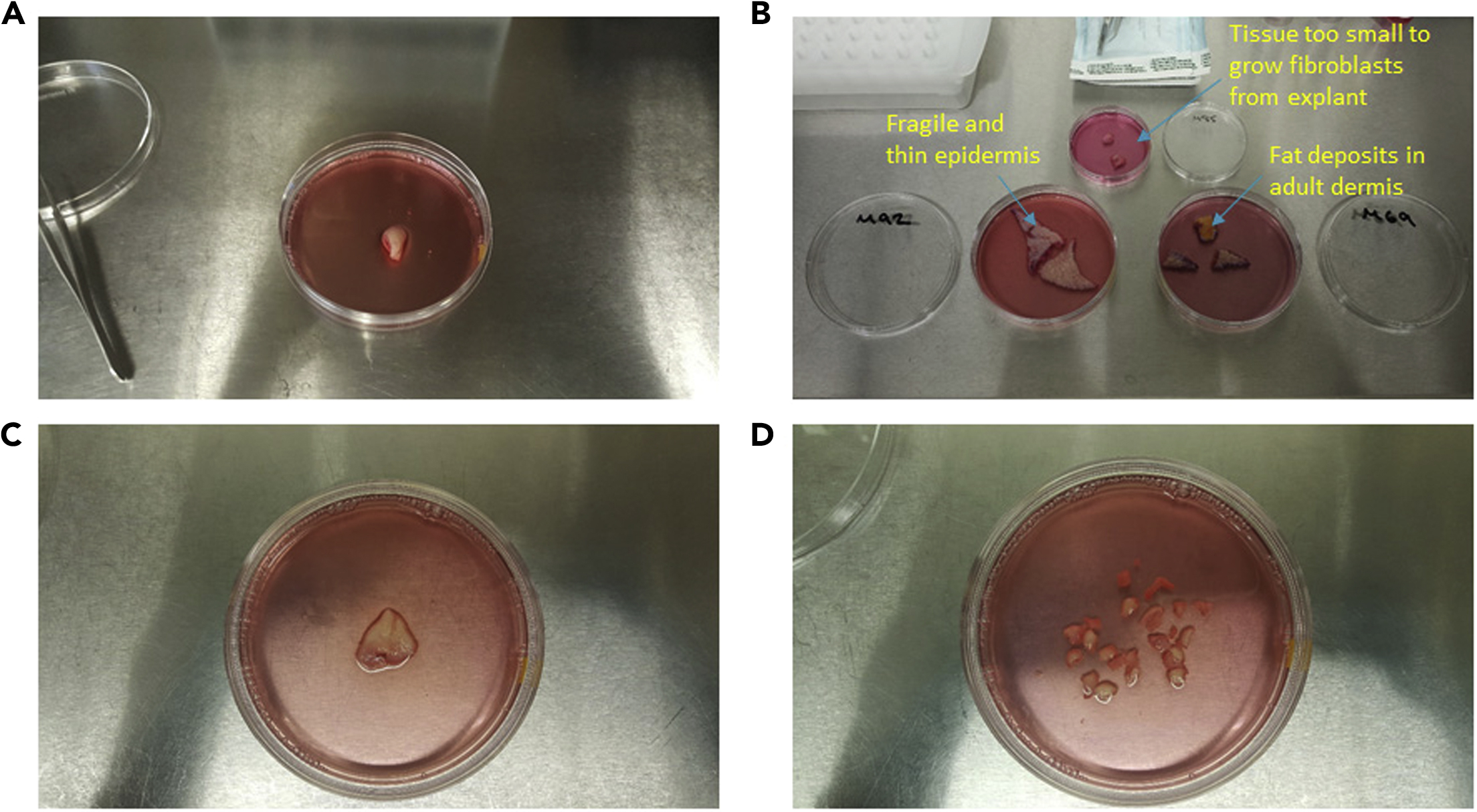 Cell Press: STAR Protocols