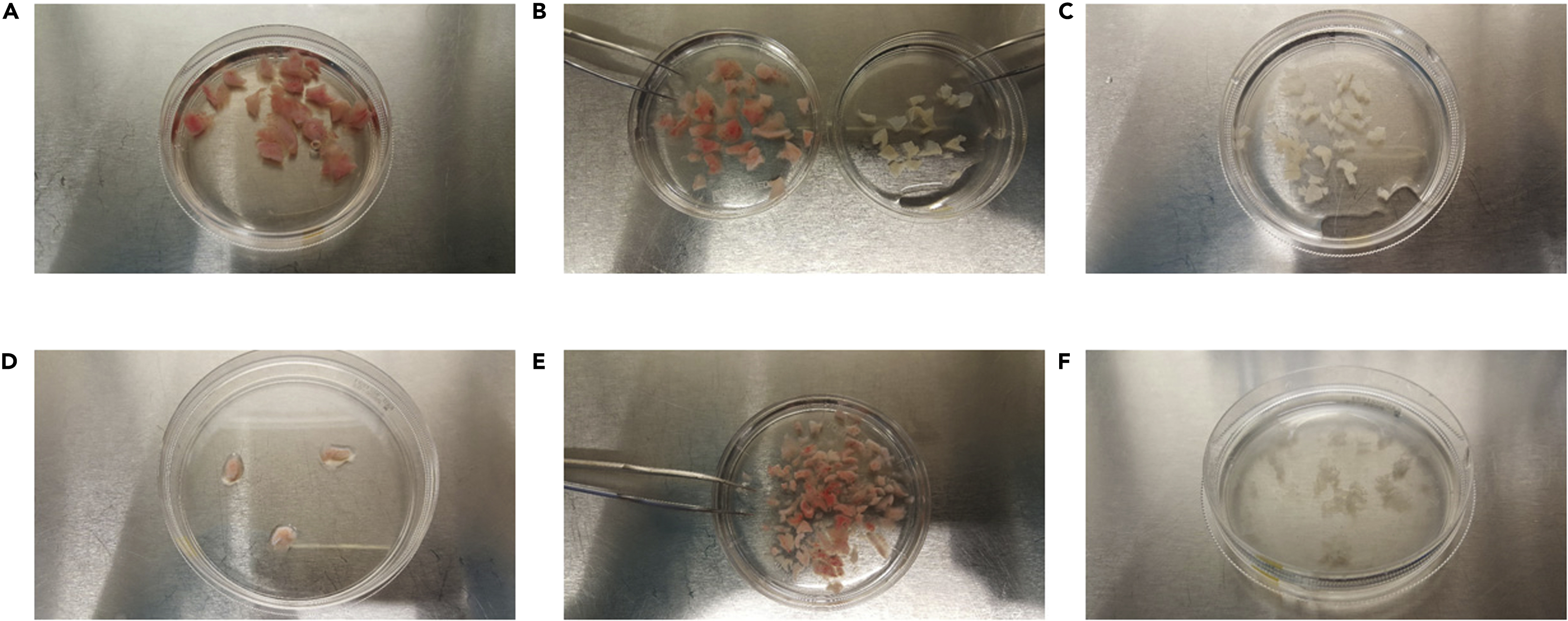 Cell Press: STAR Protocols