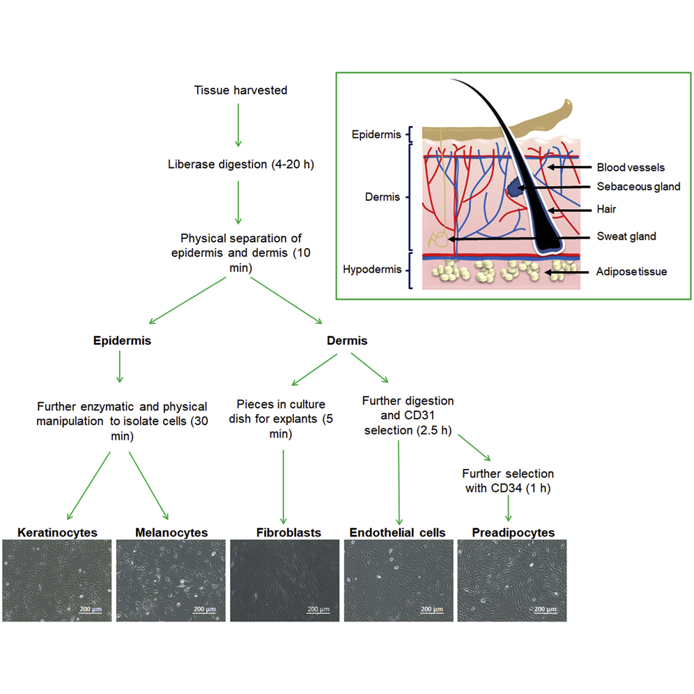 Cell Press: STAR Protocols
