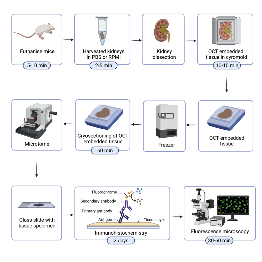 Cell Press: STAR Protocols