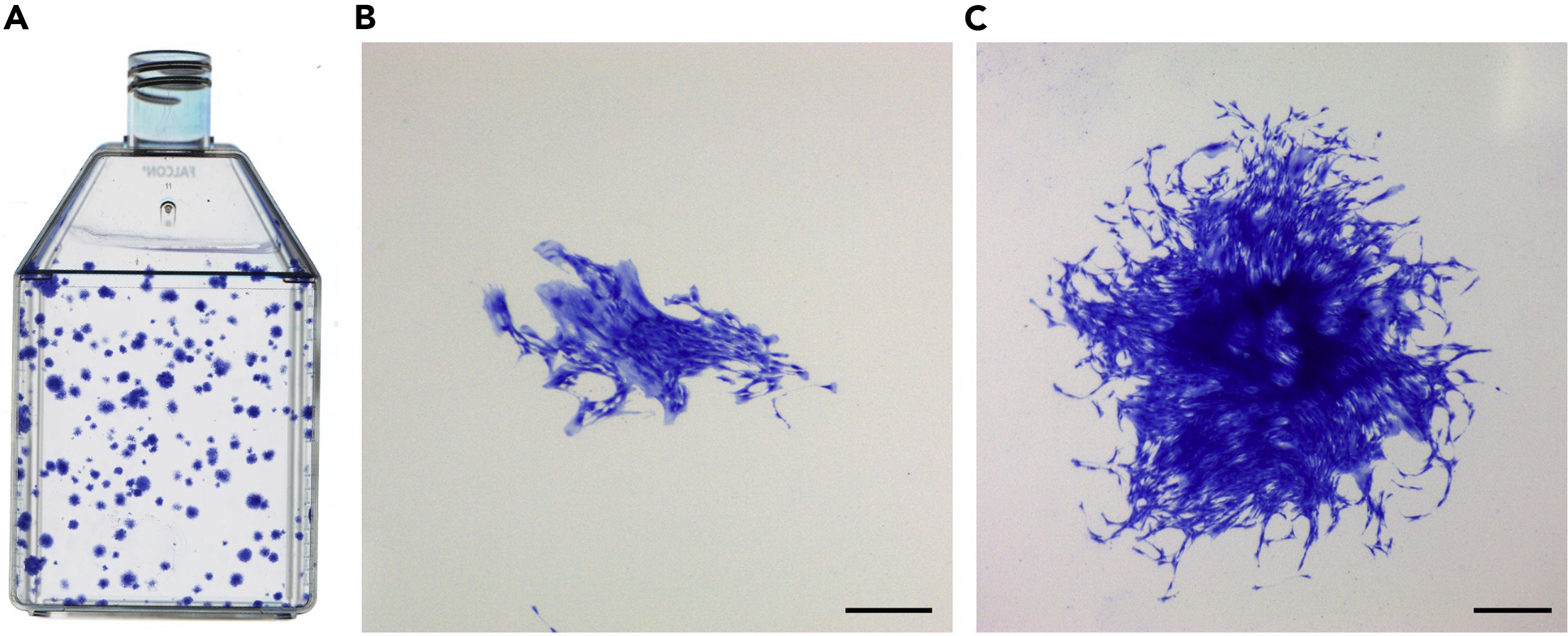 Cell Press: STAR Protocols