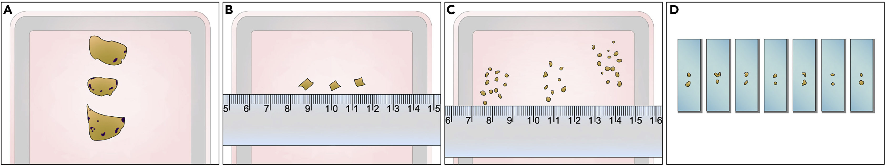 Cell Press: STAR Protocols