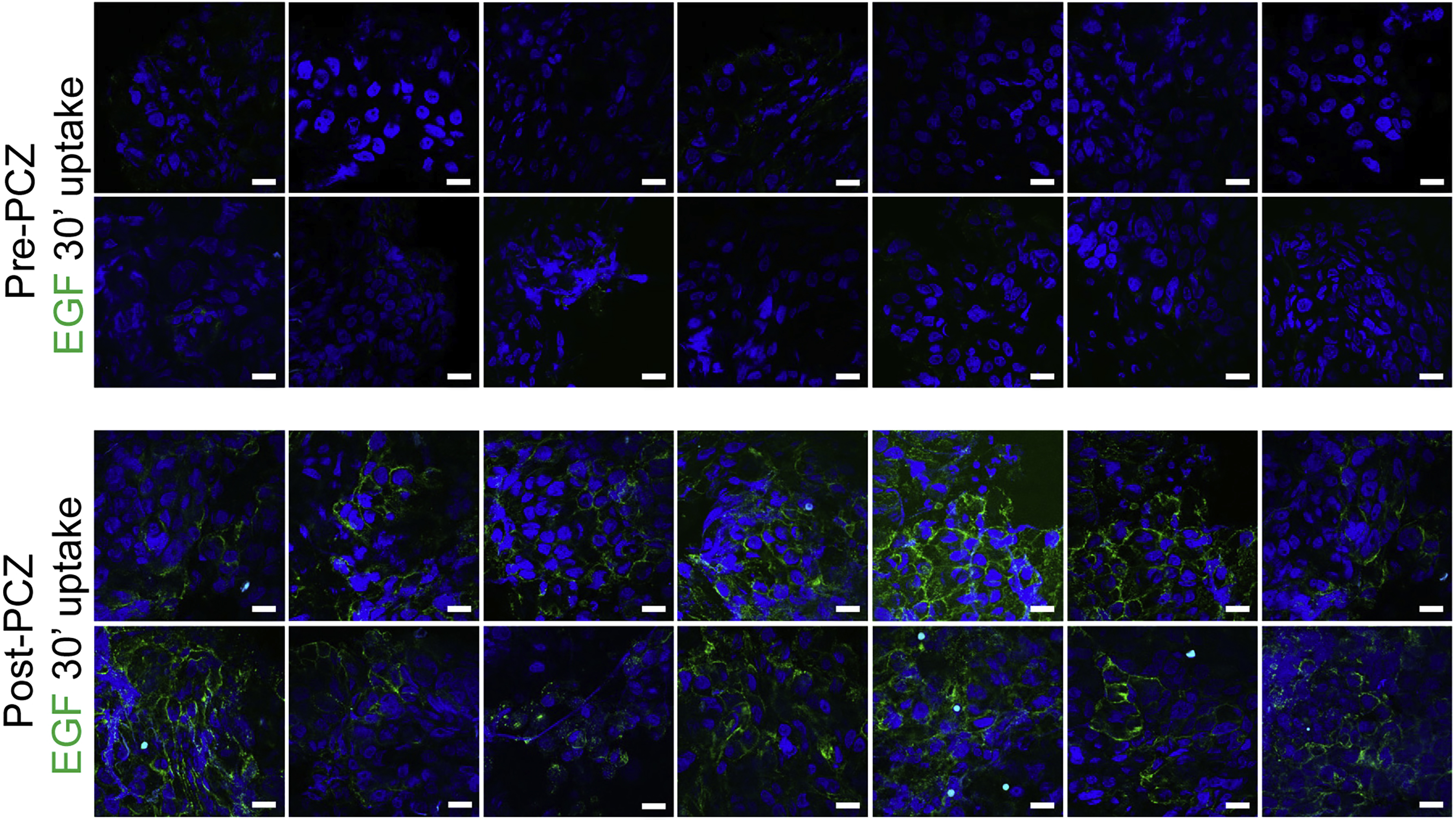 Cell Press: STAR Protocols