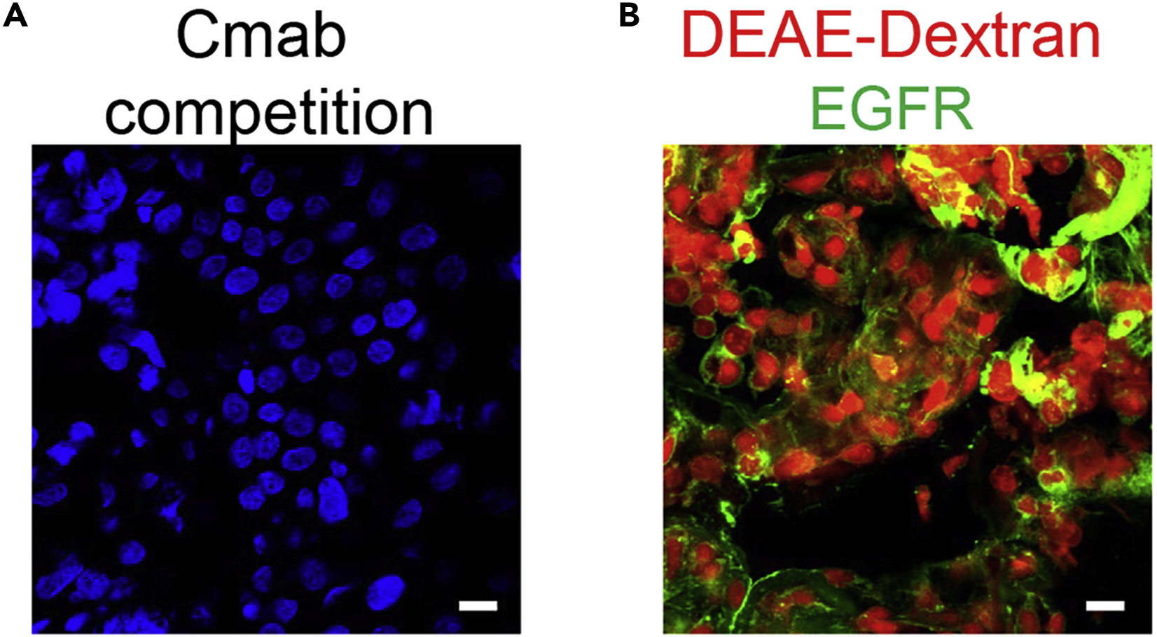 Cell Press: STAR Protocols