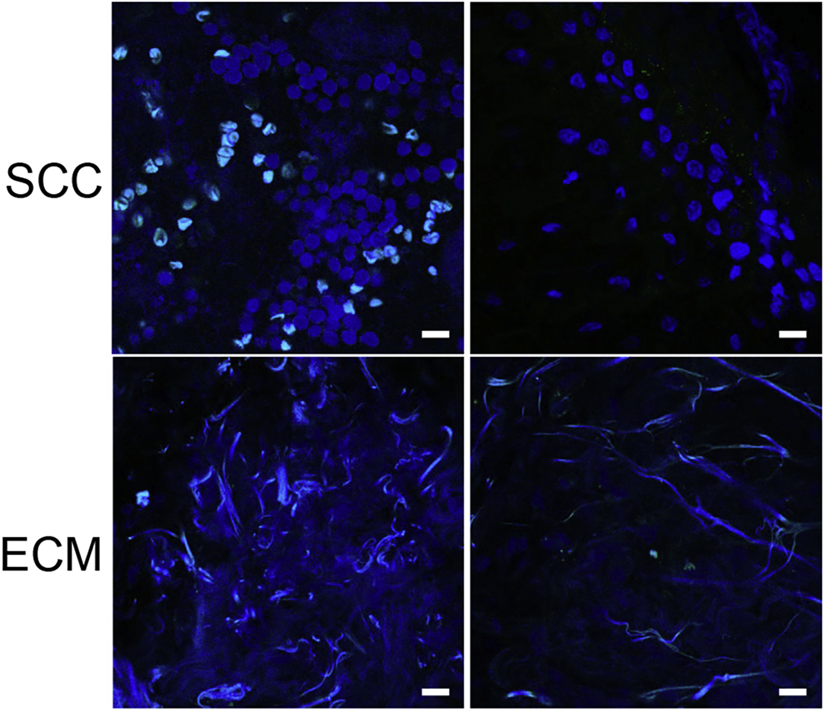 Cell Press: STAR Protocols