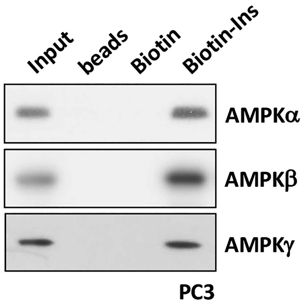 Cell Press: STAR Protocols
