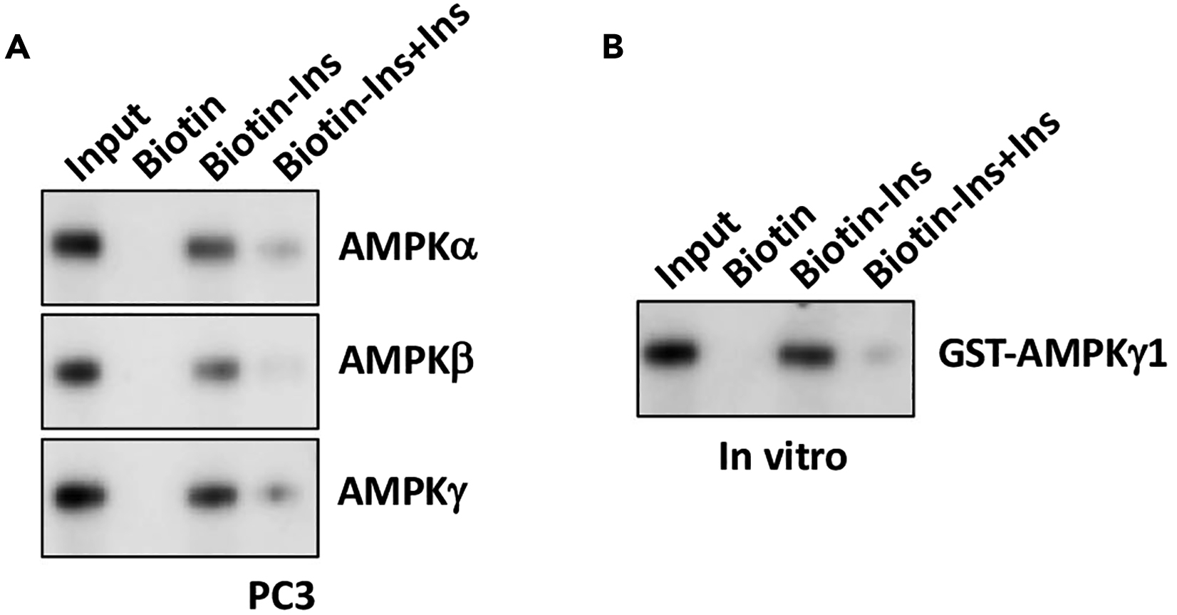 Cell Press: STAR Protocols