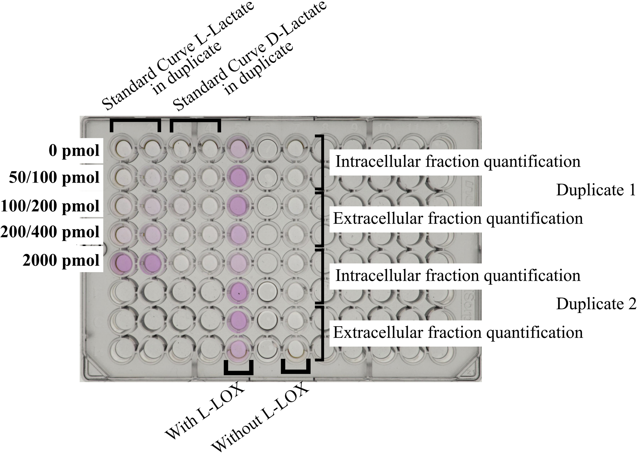 Cell Press: STAR Protocols