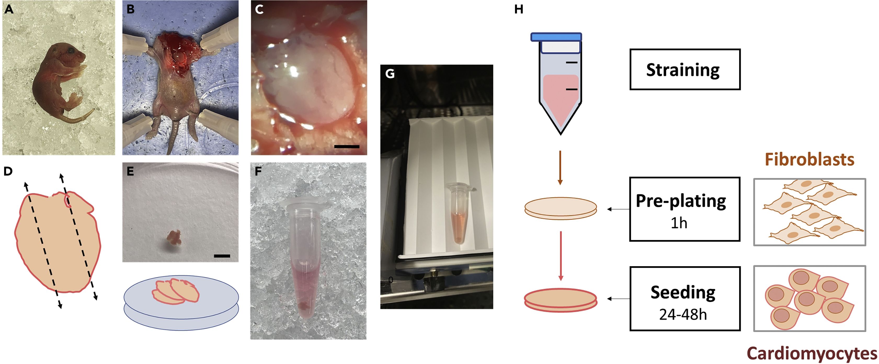 Cell Press: STAR Protocols