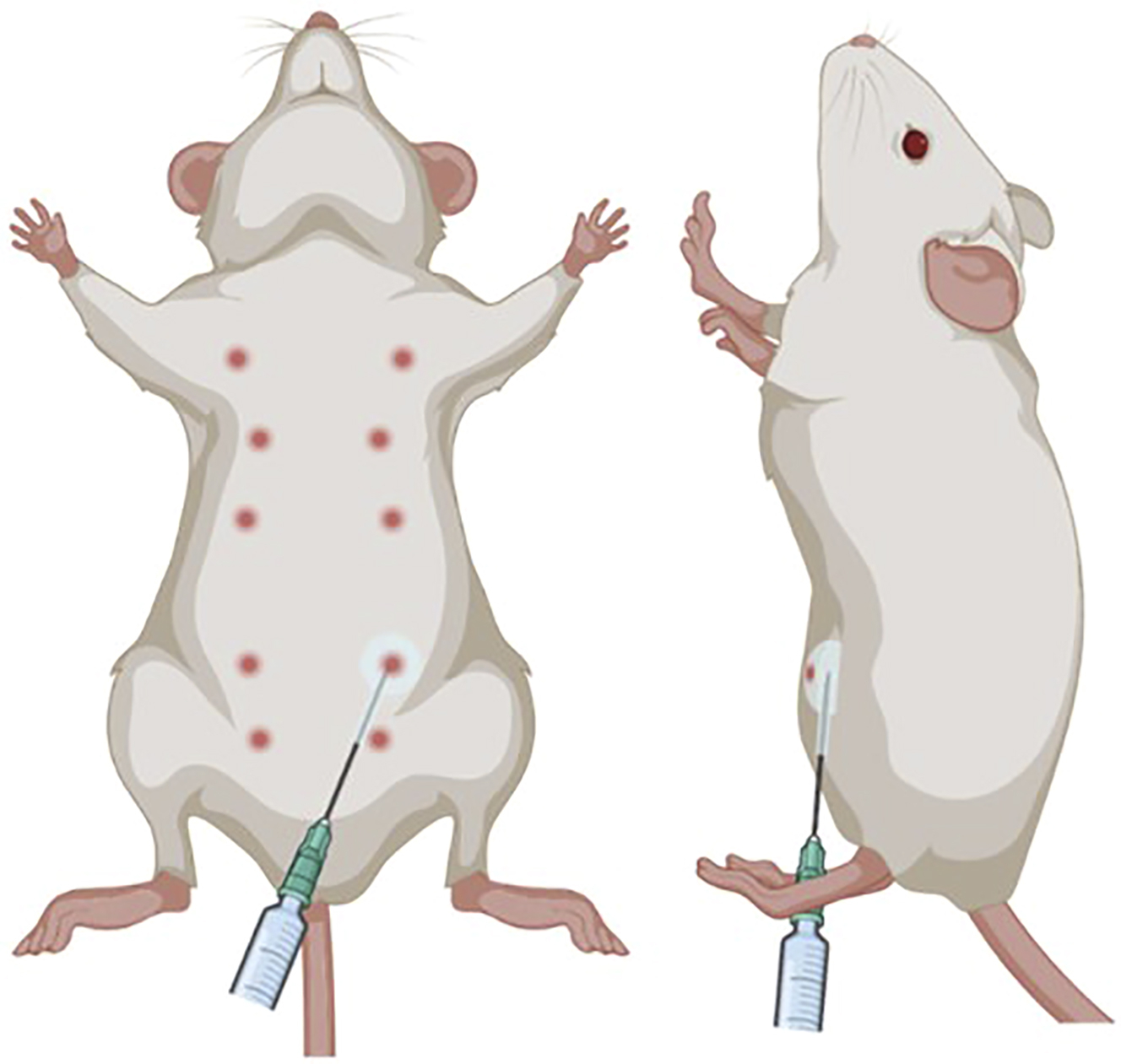 Cell Press: STAR Protocols