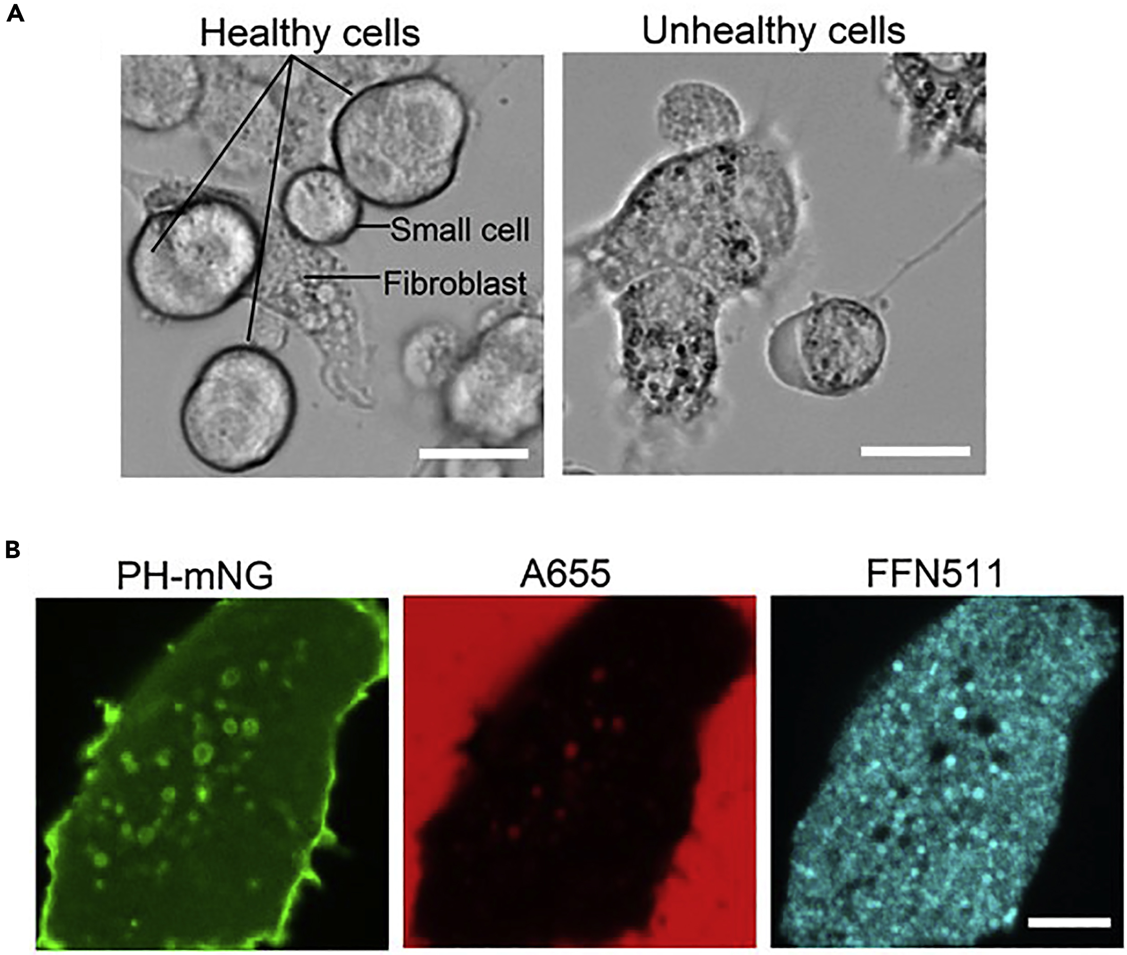Cell Press: STAR Protocols