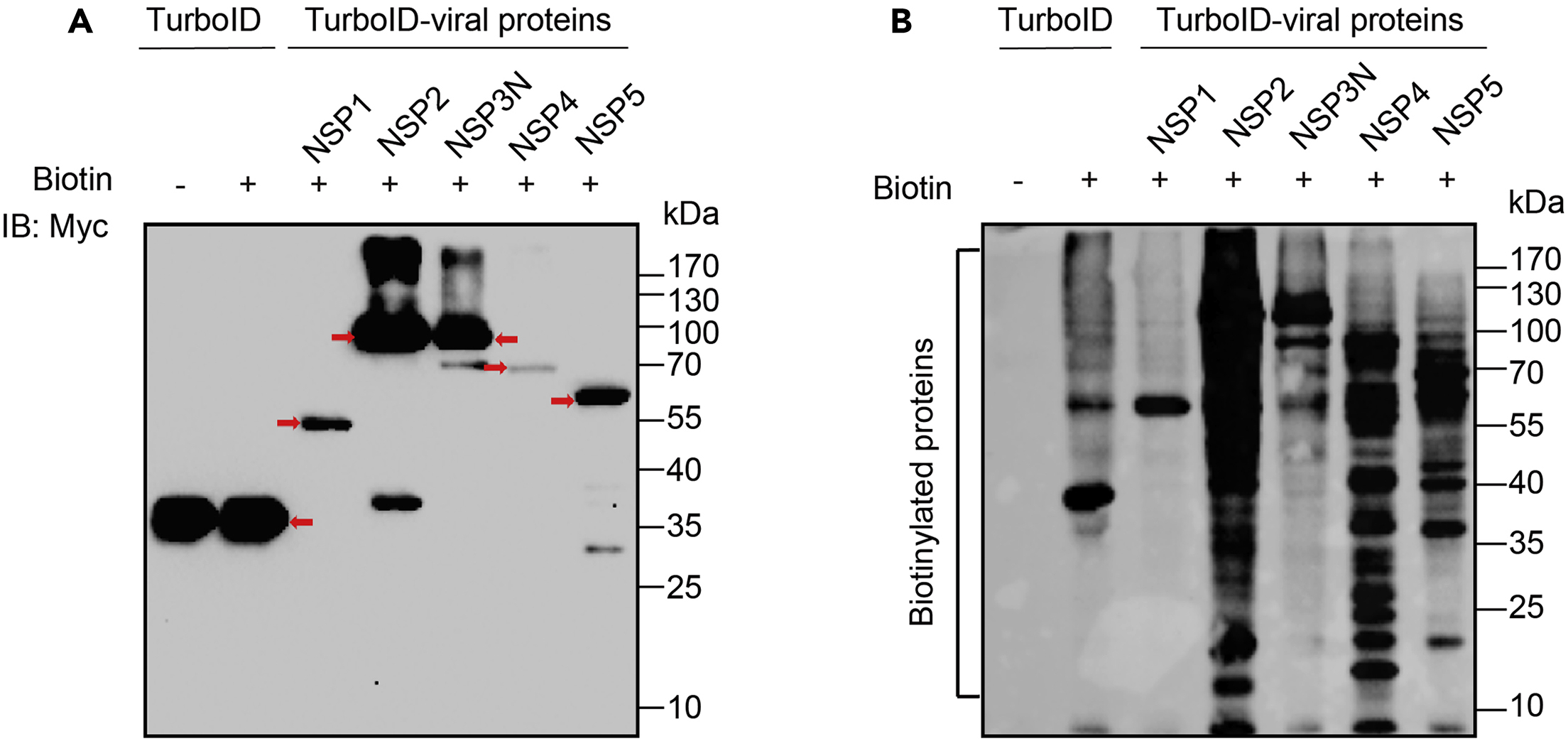 Cell Press: STAR Protocols