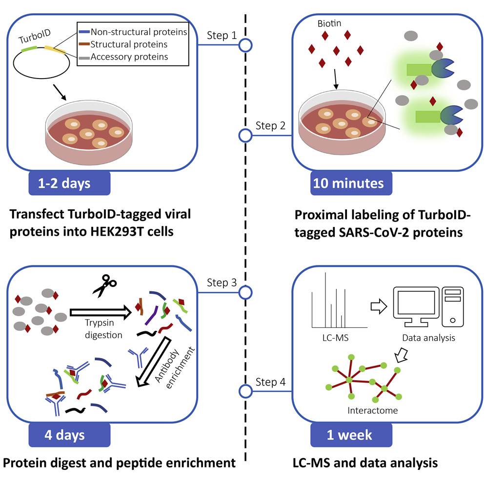 Cell Press: STAR Protocols