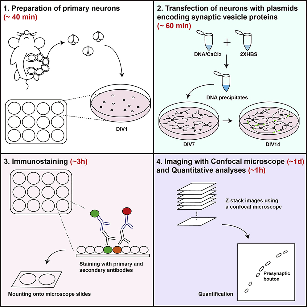 Cell Press: STAR Protocols