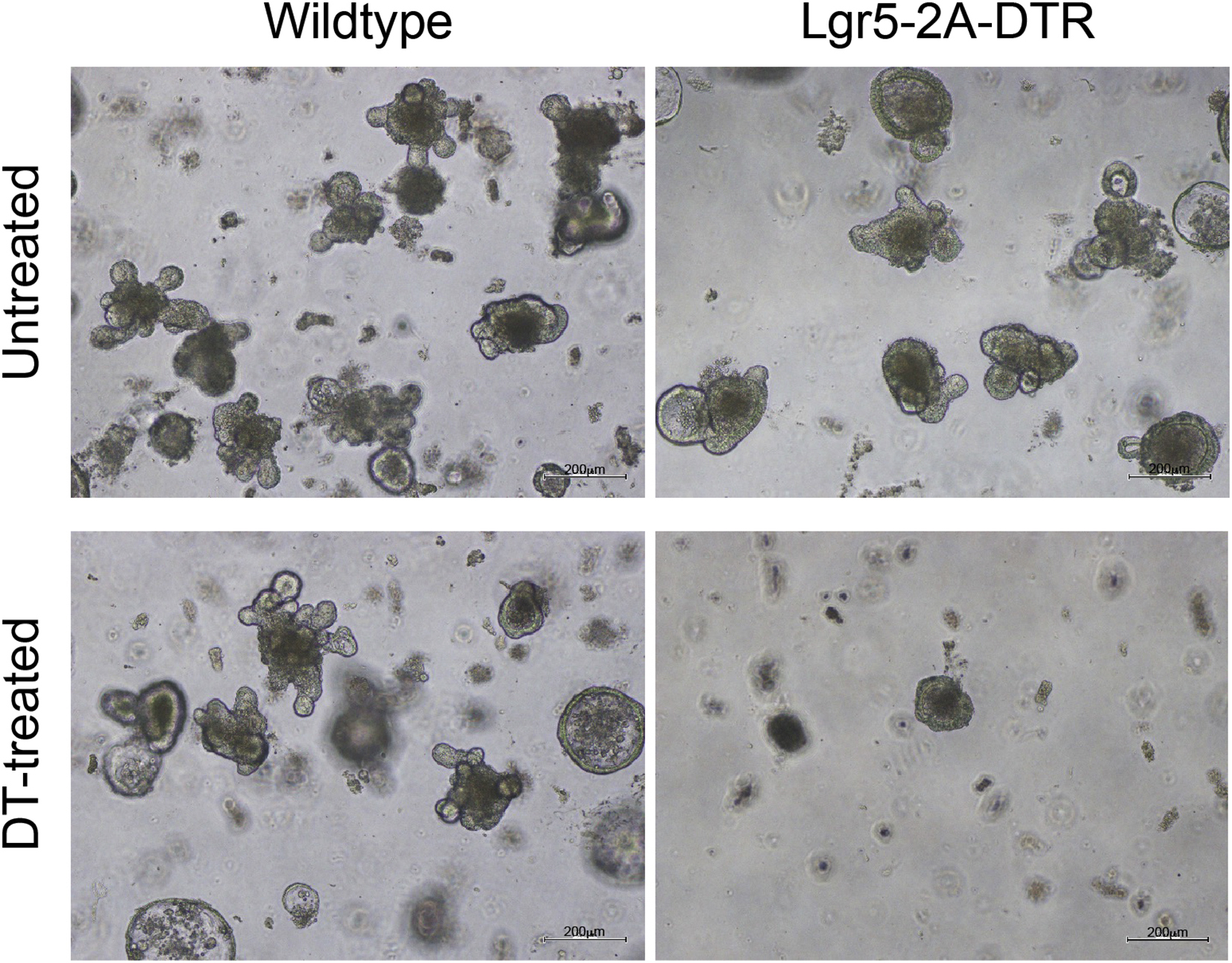 Cell Press: STAR Protocols