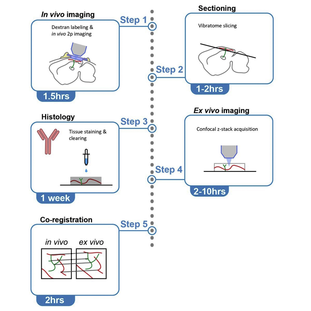 Cell Press: STAR Protocols
