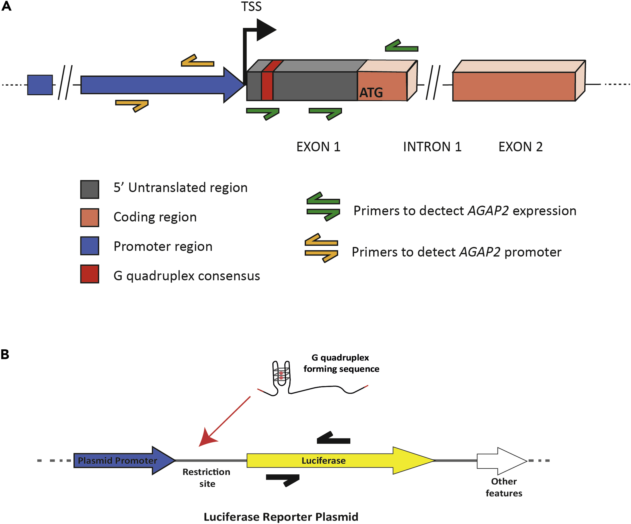 Cell Press: STAR Protocols