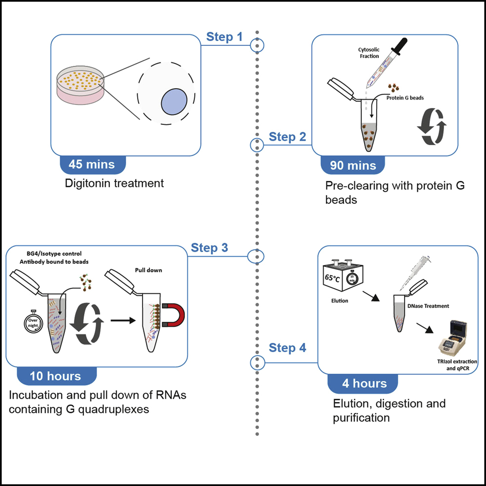 Cell Press: STAR Protocols